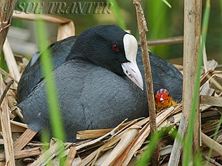Focus On: Separation of Red-knobbed Coot and Coot - BirdGuides