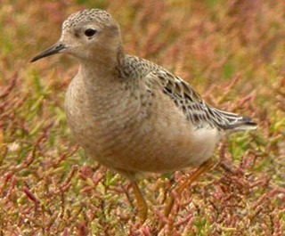 Focus On: Separating Buff-breasted Sandpiper from Ruff - BirdGuides