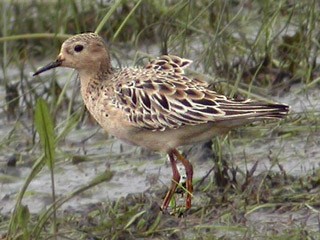 Focus On: Separating Buff-breasted Sandpiper from Ruff - BirdGuides