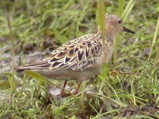 Focus On: Separating Buff-breasted Sandpiper from Ruff - BirdGuides