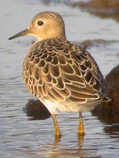 Focus On: Separating Buff-breasted Sandpiper from Ruff - BirdGuides