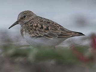 Focus On: Temminck's Stint - BirdGuides