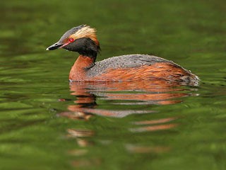 Focus On: Slavonian and Black-necked Grebes - BirdGuides
