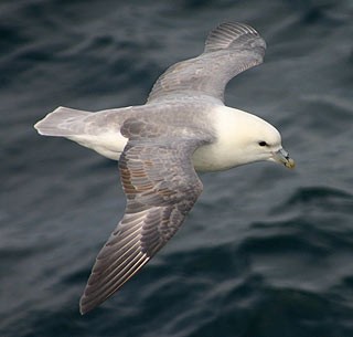 Focus On: Seawatching Bliss - BirdGuides