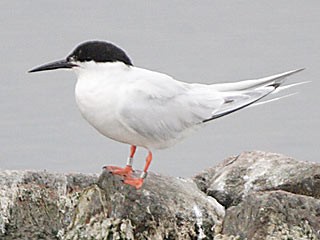 Focus On: Where to see Roseate Terns - BirdGuides