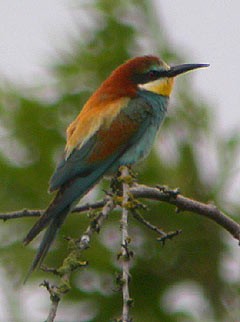 Breeding Bee-eaters in Herefordshire - BirdGuides