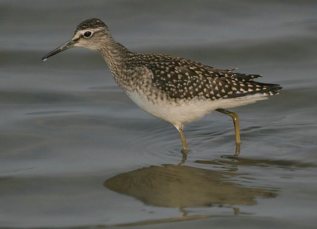 Focus On: Green and Wood Sandpipers - BirdGuides