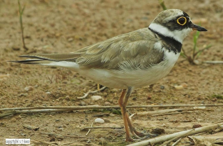 Focus On: Spring 'ringed plovers' - BirdGuides