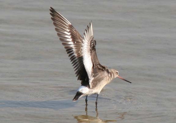 Focus On: Gorgeous Godwits - BirdGuides