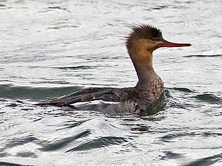 Focus On: Tricky Sawbills - BirdGuides