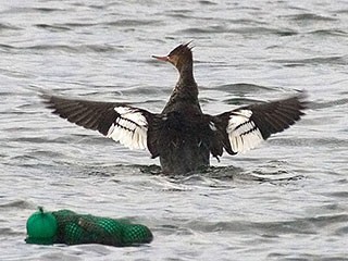 Focus On: Tricky Sawbills - BirdGuides