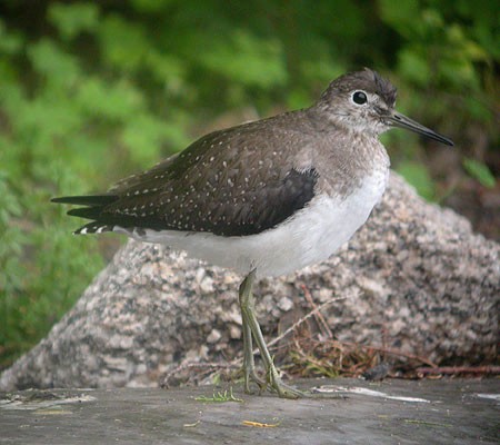 Focus On: Green and Wood Sandpipers - BirdGuides