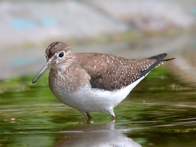 Focus On: Green and Wood Sandpipers - BirdGuides