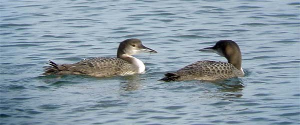 Focus On: In at the deep end: 'winter' divers made simple - BirdGuides