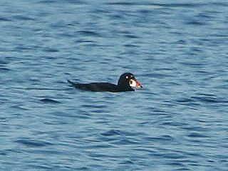 Review of the Week: 1st-7th December 2005 - BirdGuides