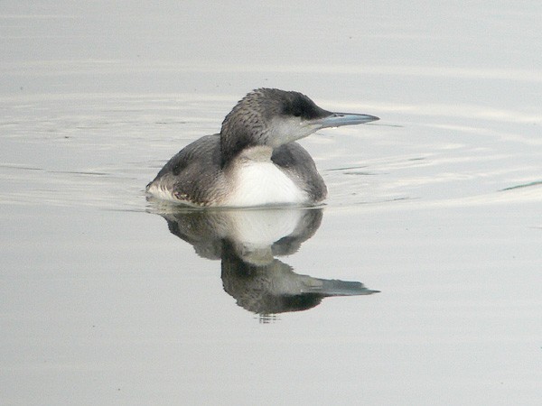 Focus On: In at the deep end: 'winter' divers made simple - BirdGuides
