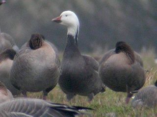 Review of the Week: 9th-15th February 2006 - BirdGuides