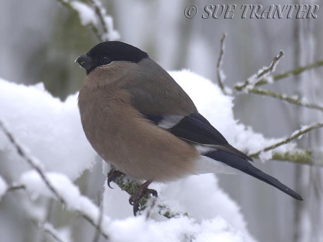 Focus On: Bullfinch - BirdGuides