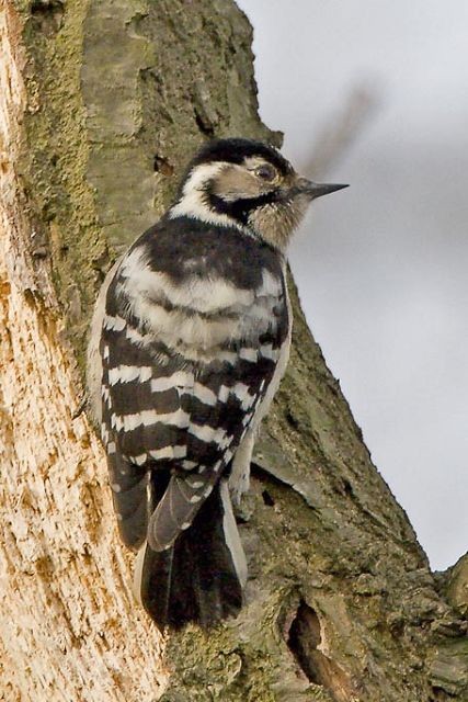How to see Lesser Spotted Woodpeckers - BirdGuides