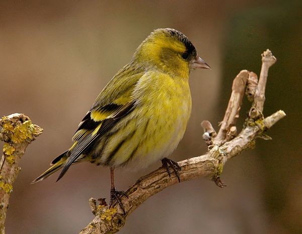 The BTO/CJ Garden BirdWatch survey - BirdGuides