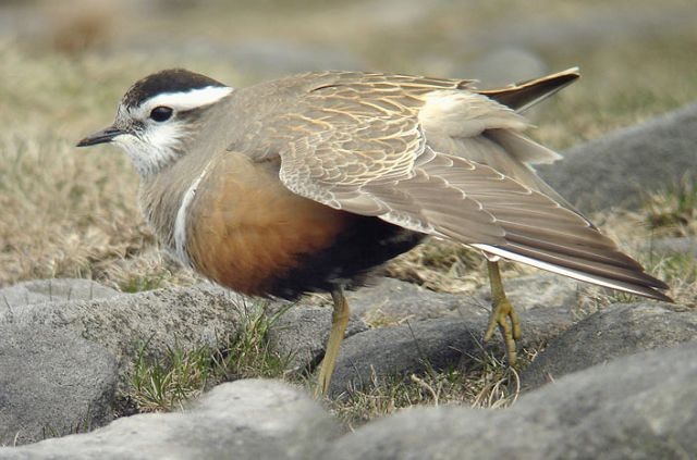 Where to 'Trip' Over Dotterels - BirdGuides