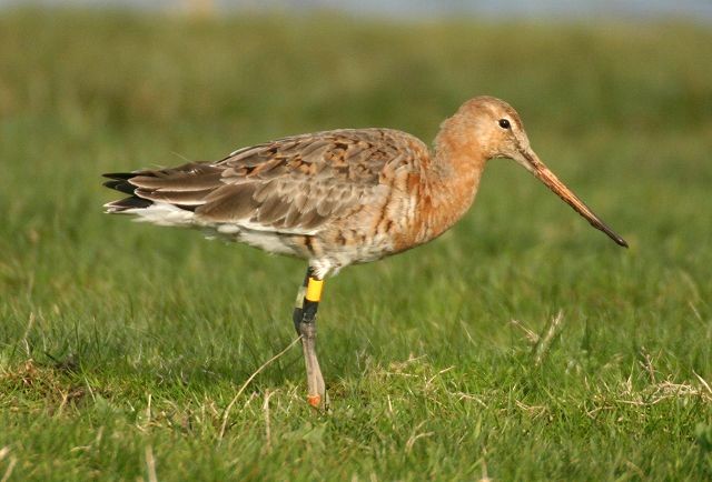 Focus On: Gorgeous Godwits - BirdGuides