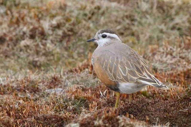 Where to 'Trip' Over Dotterels - BirdGuides