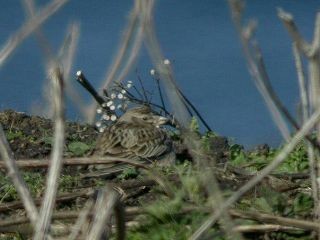 Review of the Week: 11-17th May 2006 - BirdGuides