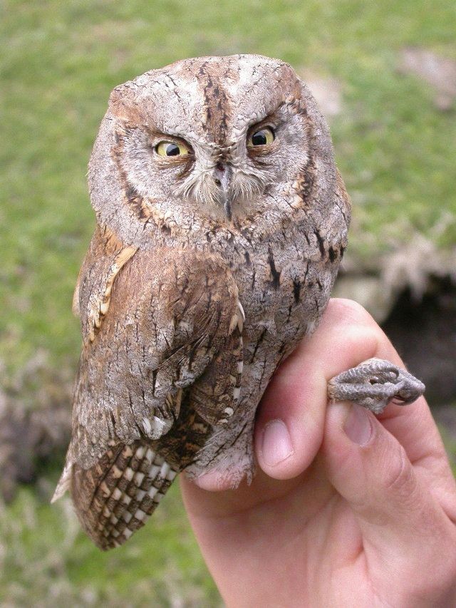 The Scops Owl at Thrupp - BirdGuides