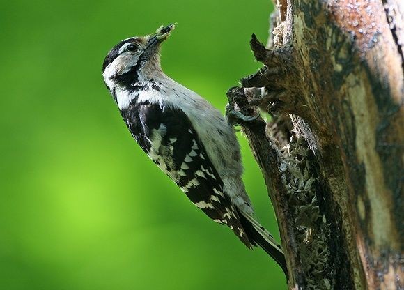 How to see Lesser Spotted Woodpeckers - BirdGuides