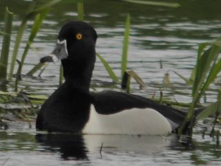 Review of the Week: 25th-31st May 2006 - BirdGuides