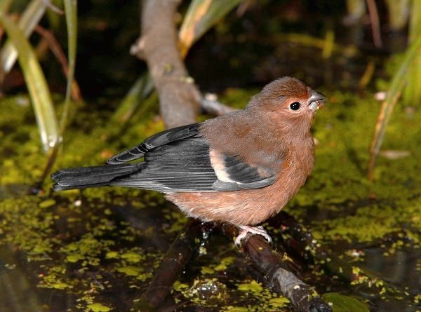 Focus On: Bullfinch - BirdGuides