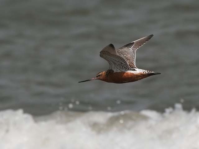 Focus On: Gorgeous Godwits - BirdGuides