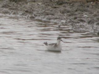 Review of the Week: 11th-15th August 2006 - BirdGuides