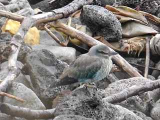 Review of the Week: 16th-23rd August 2006 - BirdGuides