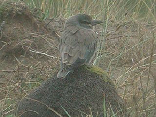 Review of the Week: 16th-23rd August 2006 - BirdGuides