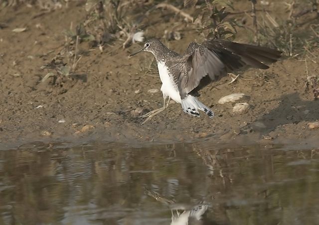Focus On: Green and Wood Sandpipers - BirdGuides