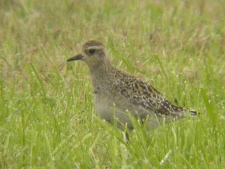 Purple patch on Tiree – August 2006 - BirdGuides