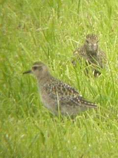 Purple patch on Tiree – August 2006 - BirdGuides