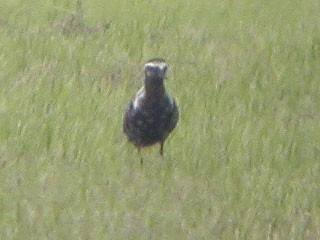 Purple patch on Tiree – August 2006 - BirdGuides