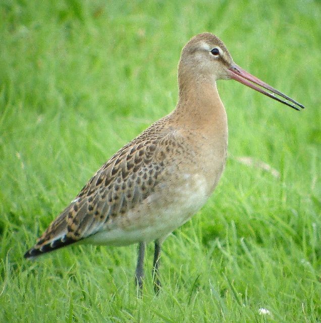 Focus On: Gorgeous Godwits - BirdGuides