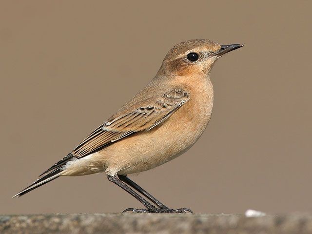 Focus On: Isabelline Wheatear or Northern Wheatear - BirdGuides