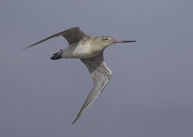 Focus On: Gorgeous Godwits - BirdGuides