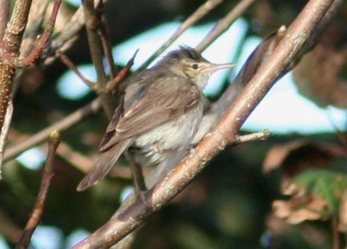 Review of the Week: 21st–27th September 2006 - BirdGuides