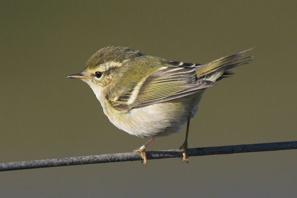 What to look for in December - BirdGuides