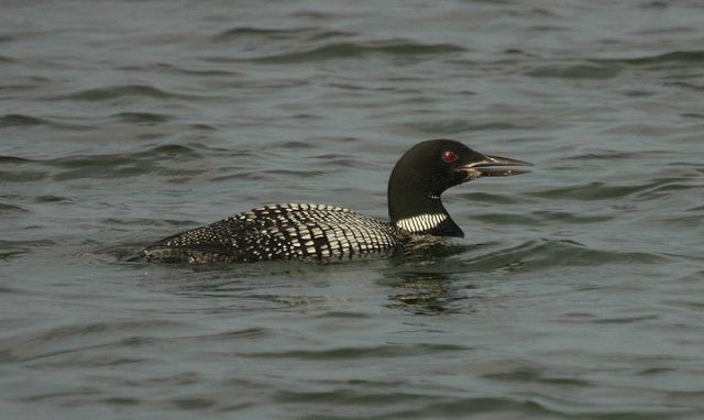 Focus On: In at the deep end: 'winter' divers made simple - BirdGuides