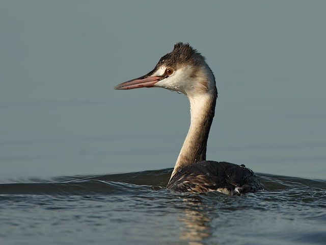 Focus On: In at the deep end: 'winter' divers made simple - BirdGuides