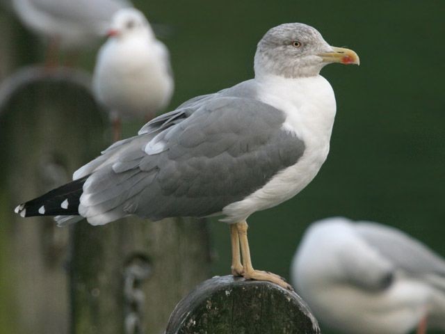 Larid-aches - BirdGuides