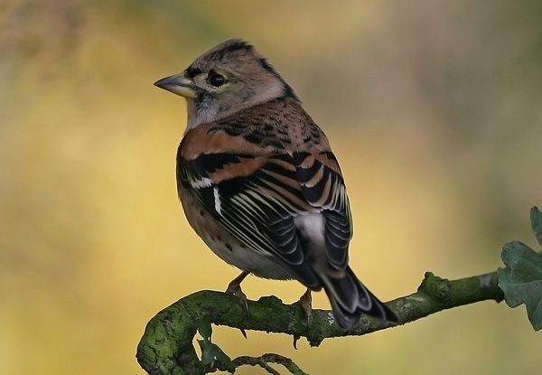 Focus On: Brambling or Chaffinch? - BirdGuides