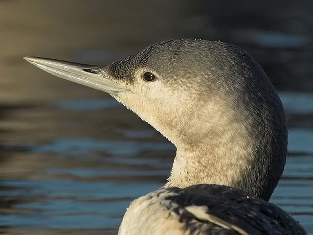 Focus On: In at the deep end: 'winter' divers made simple - BirdGuides